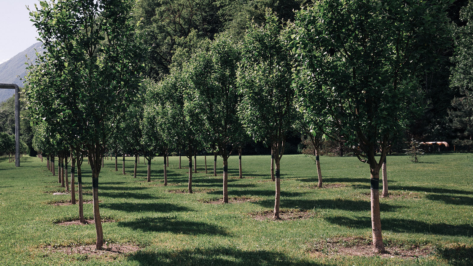 5 great tips to nurture plants & trees - Takana