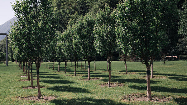 5 great tips to nurture plants & trees - Takana