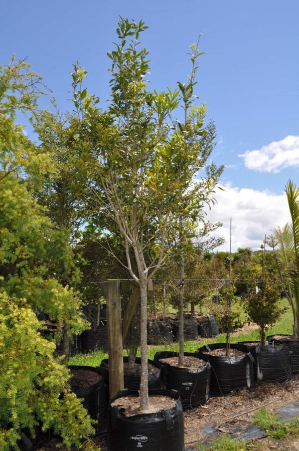 Forest Trees - Takana