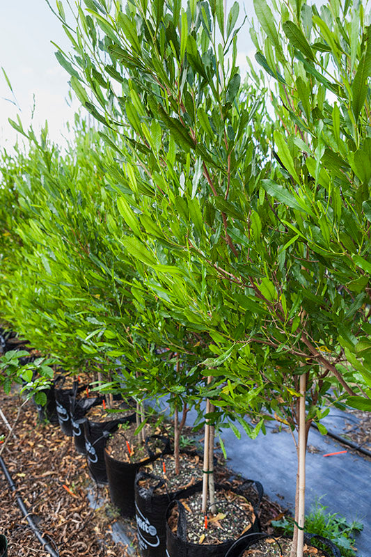 Hardy Trees - Takana