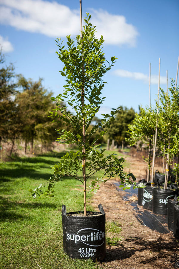 Riparian Trees - Takana