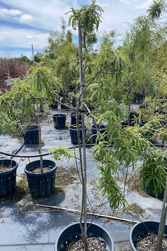 Kowhai Trees for Sale / New Zealand native trees for gardens - Takana