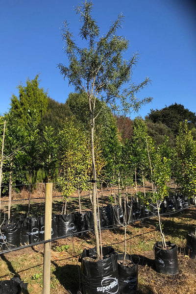 Kowhai Trees for Sale / New Zealand native trees for gardens - Takana