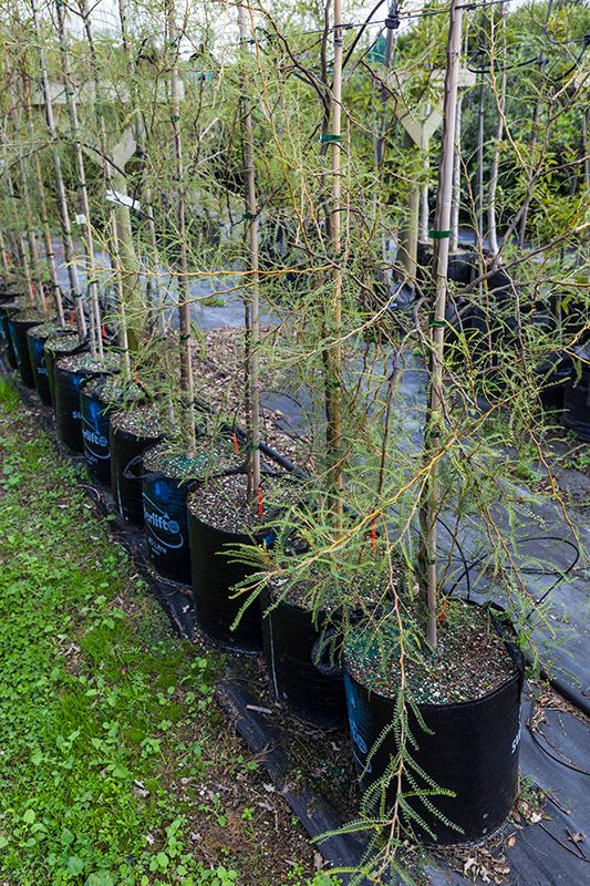 Kowhai Trees for Sale / New Zealand native trees for gardens - Takana