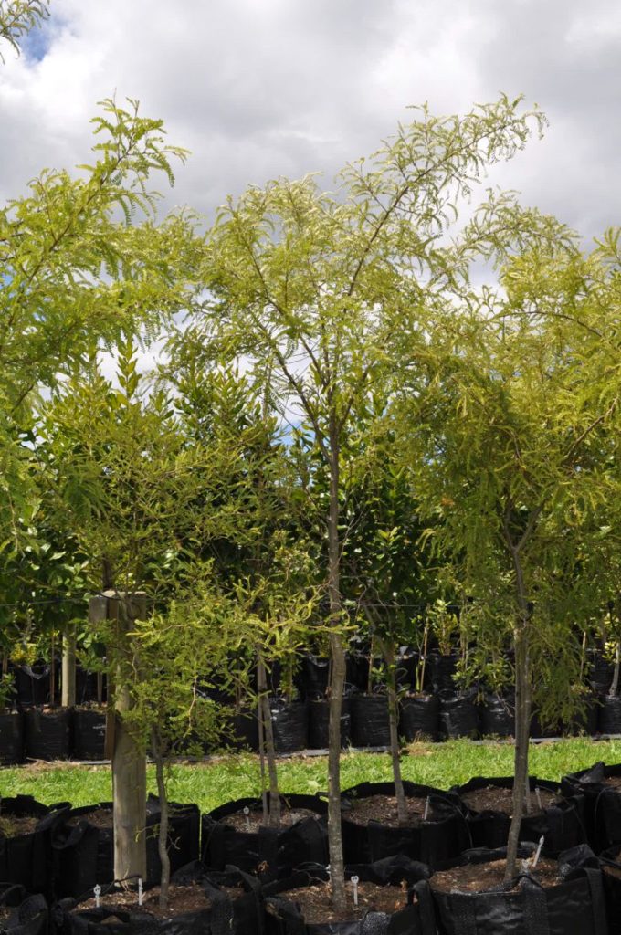 Kowhai Trees for Sale / New Zealand native trees for gardens - Takana