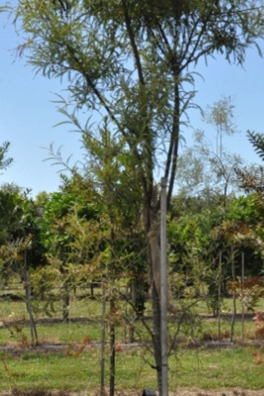 Kowhai Trees for Sale / New Zealand native trees for gardens - Takana