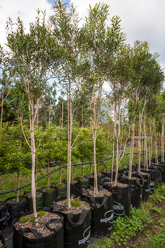 45L, 160L, 400L Trees Page 2 - Takana