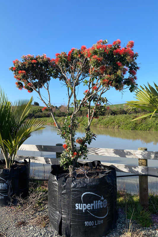 Springfire (Metrosideros collina X) - Takana