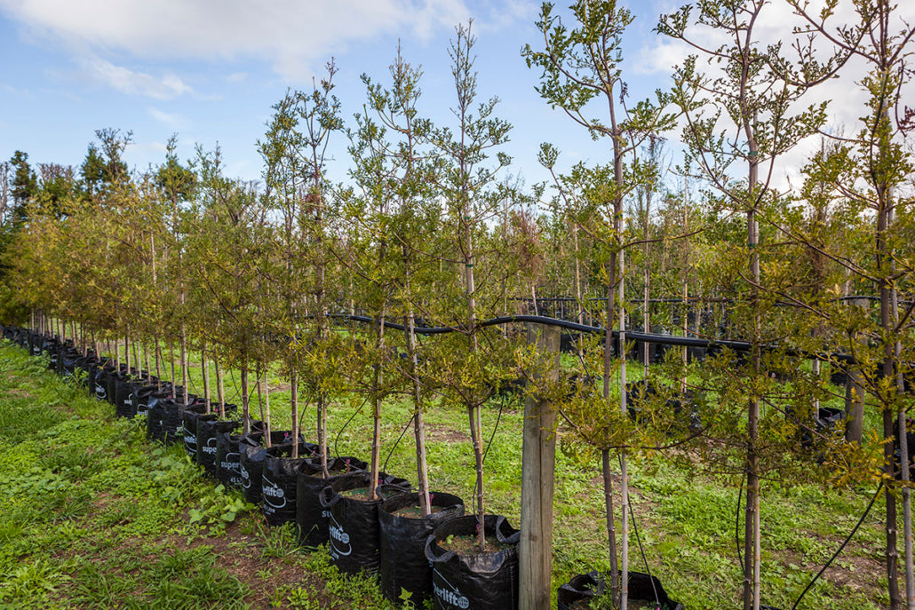 Tanekaha (Phyllocladus trichomanoides) - Takana
