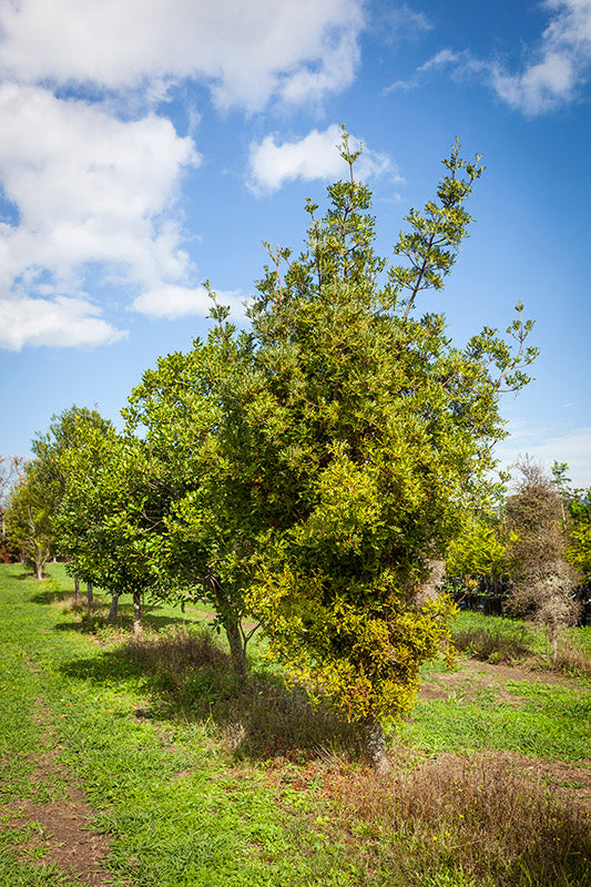 Tanekaha (Phyllocladus trichomanoides) - Takana