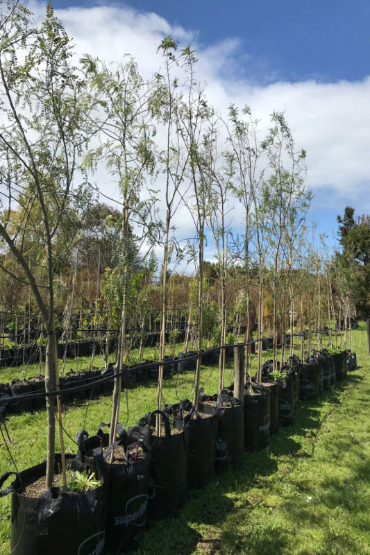 Kowhai Trees for Sale / New Zealand native trees for gardens - Takana